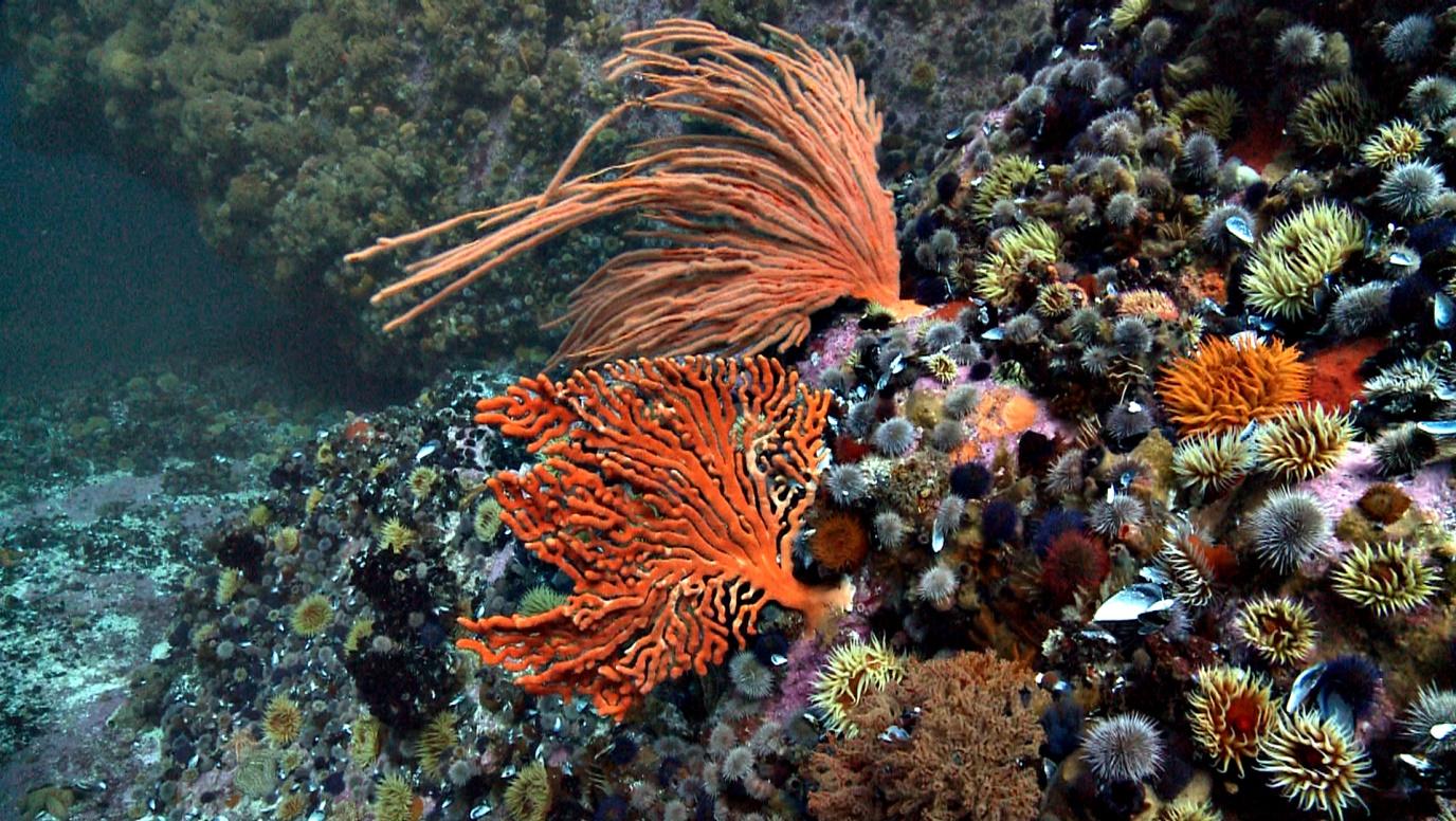 False Bay: A Place of Countless Opportunities - Underwater Video